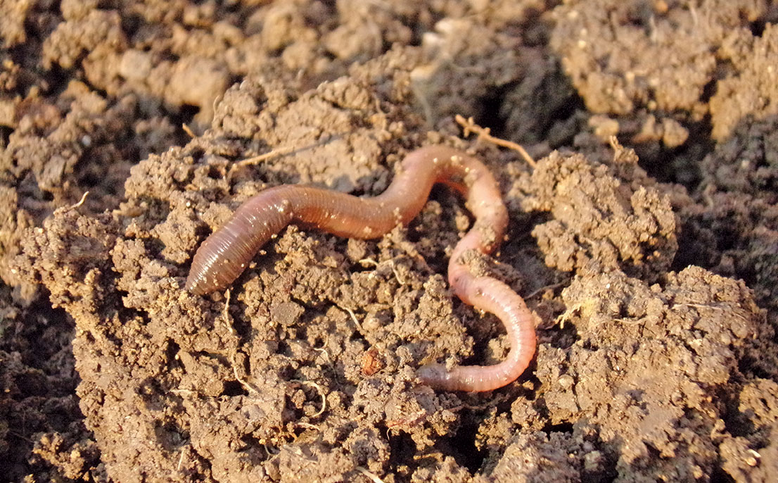 Earthworms: the farmer's best friend